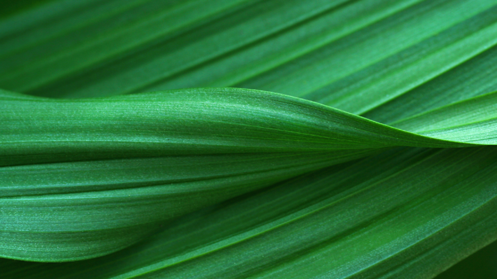 Noom for Work: One Wellness Program for Everyone