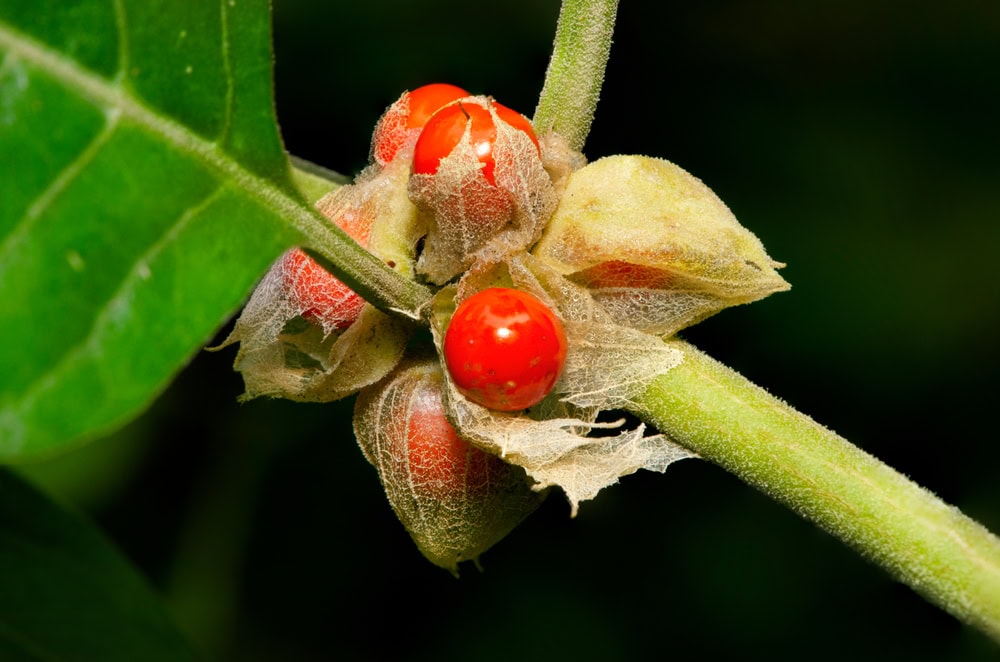 Ashwagandha – Benefits, Uses & Side Effects